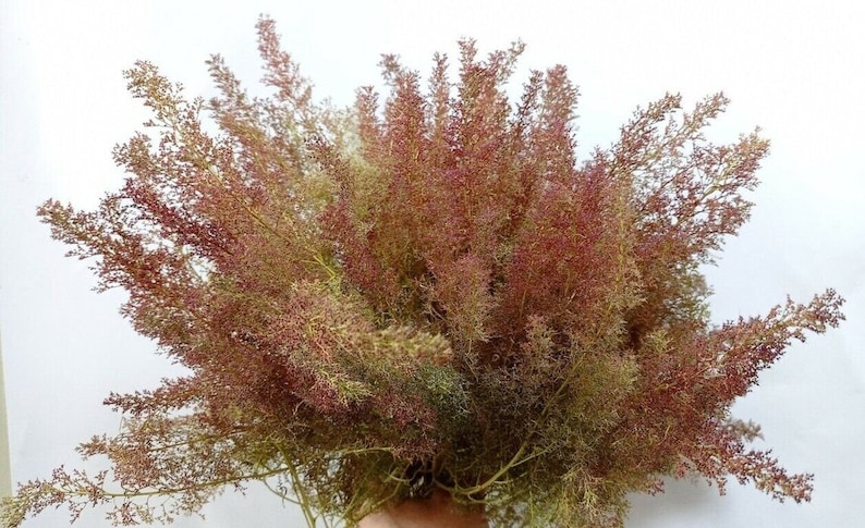 Teloxys Aristata, Seafoam Trees, Sea Moss, Seafoam, Aka Seafoam ...