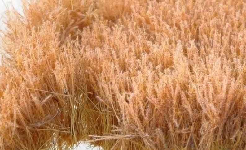 27 Mm High - 22 New Tufts of Dry Grass Graminacea Alba Rosa Dip46072 - Etsy