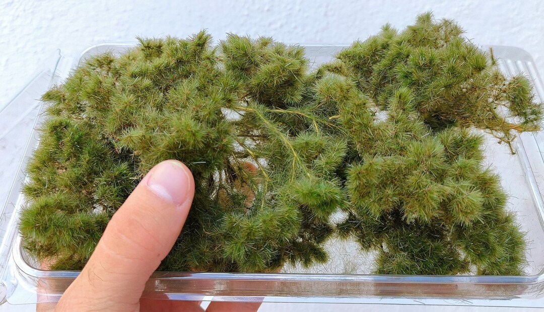 Farmyard Winter Professional Mini Bushes New Formula Diorama, Scale ...