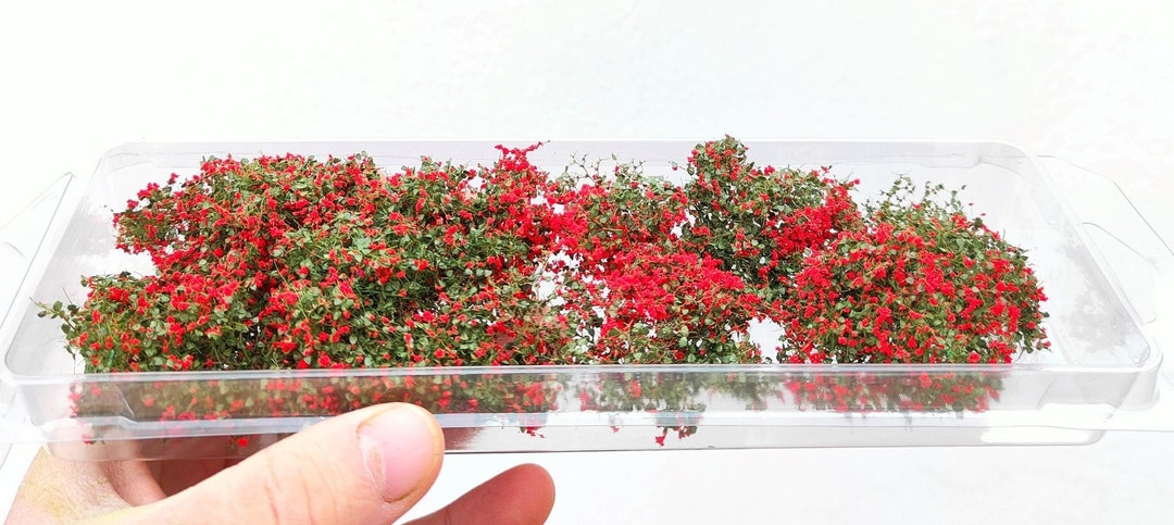 00 Cri-cri Alternative Version - Climber or Hedge With Tiny Leaf, Red ...