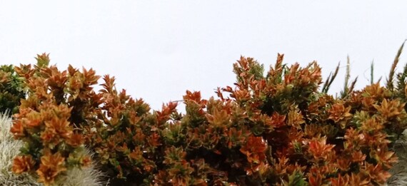 01 QUEEN OF BUSHES Cespuglio Super Realistico Con Piccole | Etsy