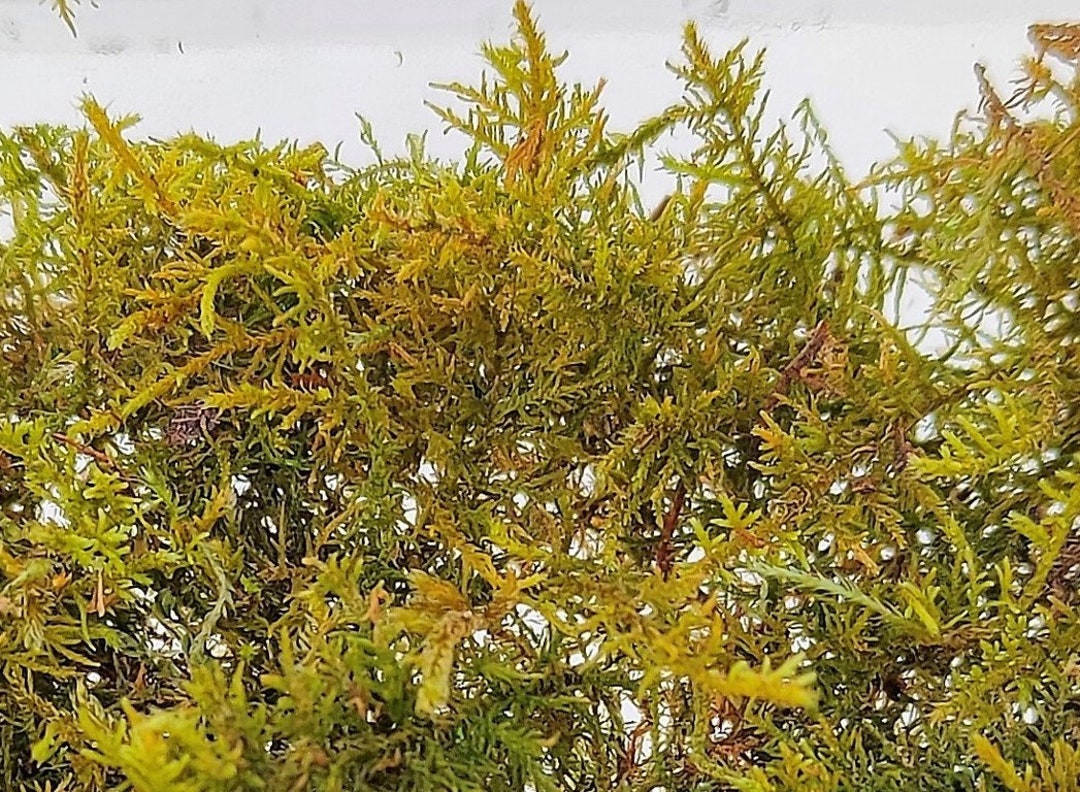 000 Preserved and Colored Micro Fern Dwarf Autumn Fern Dip17611-3 - Etsy