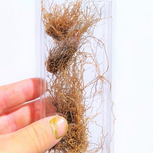 Micro Roots Small and Short, Clear Effect - Etsy