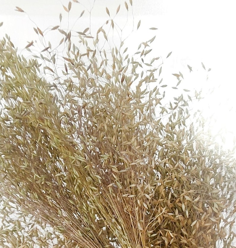 06 Warhammergreen Jack Grass Bushes 2/6 Cm SPECIAL Grass 6pcs - Etsy