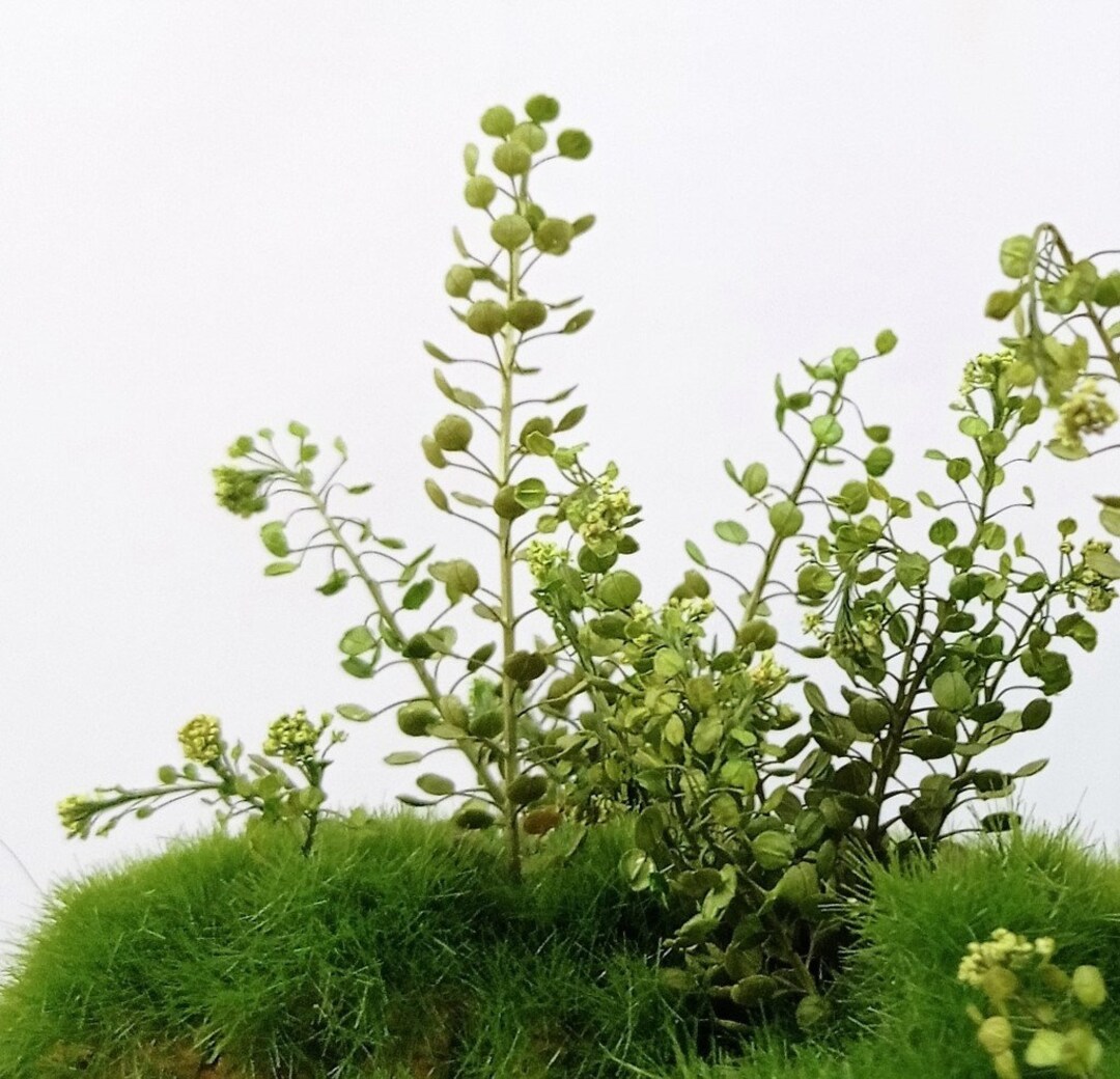SHELL BUSH Green Leafy Bush and Shrubs for Diorama - Etsy