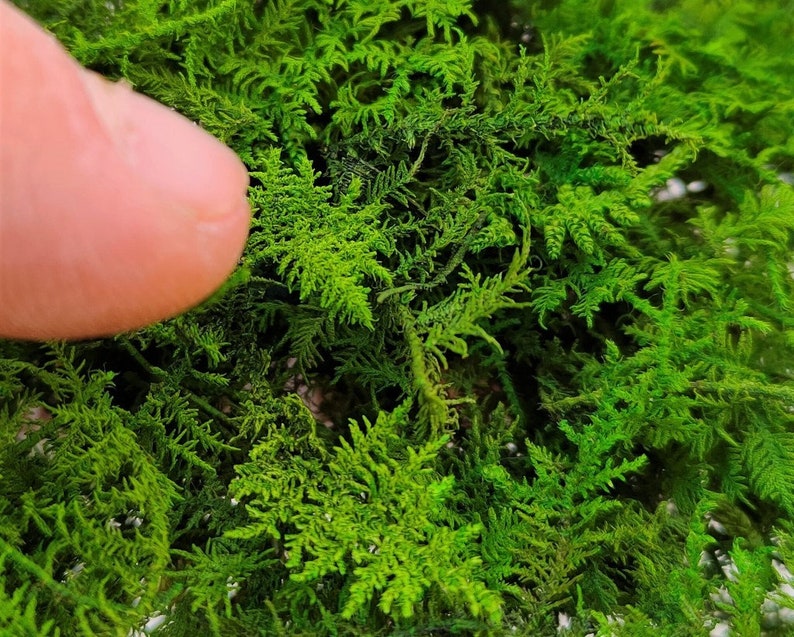 000 Preserved and Colored Micro Fern Nano Fern - Etsy