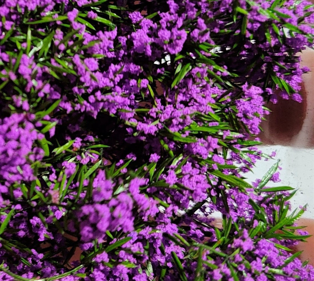 Angela Bush Professional Green Leaf Bush With Purple Flowers - Etsy