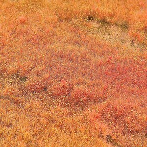 Arid and Dry – Reddish Dried Grass Mat A4 Size Wg295 Diorama - Etsy