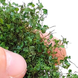01 Miniature Ivy or Bush NATURAL Colored Medium Light Green Diorama ...