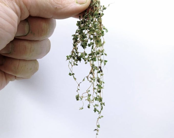 01 Miniature Ivy or Bush NATURAL Colored Medium Light Green Diorama ...