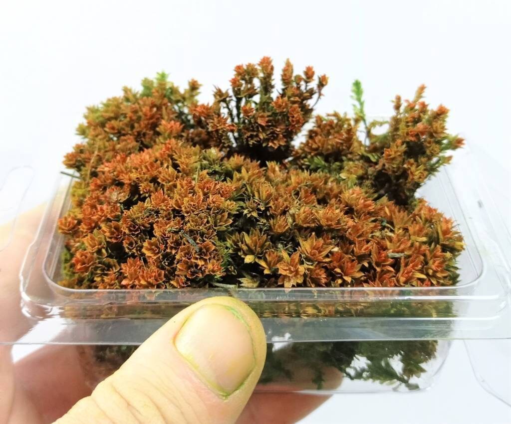 01 QUEEN OF BUSHES Cespuglio Super Realistico Con Piccole - Etsy