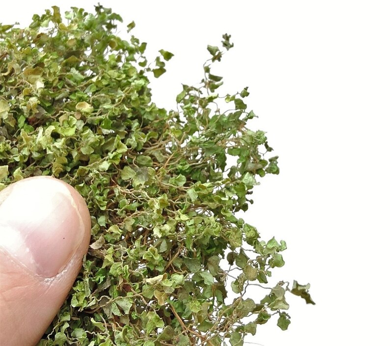 01 Ivy or Miniature Bush NATURAL Dip216073 - Etsy