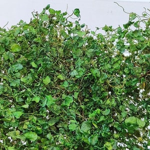 01 Miniature Ivy or Bush NATURAL Colored Medium Light Green Diorama ...