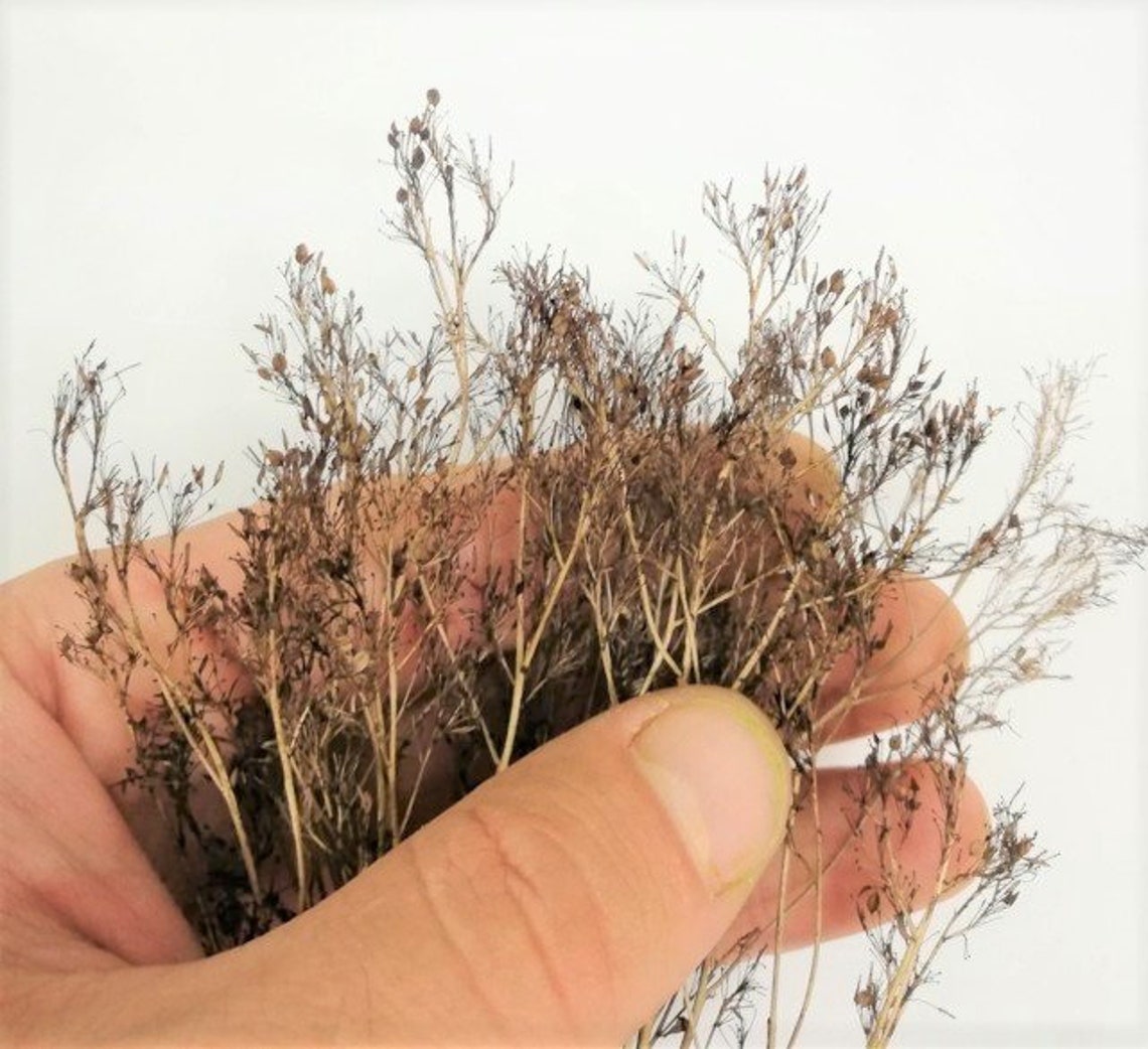 Breathtaking Micro Branches Tiny Branches for Dioramas - Etsy