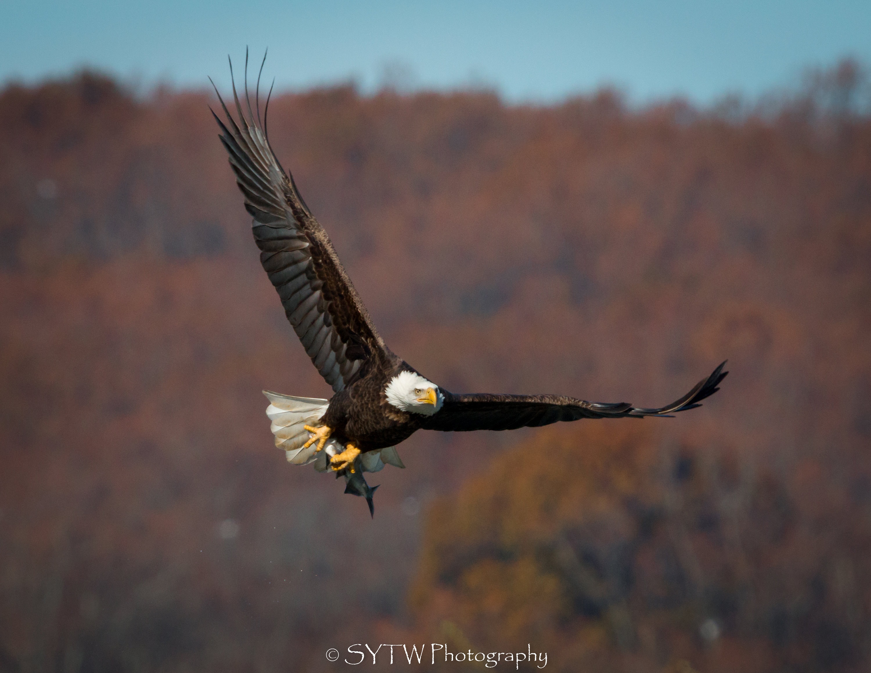 Bald Eagle in Flight With Catch, Bird Photo, Digital Download, Digital ...