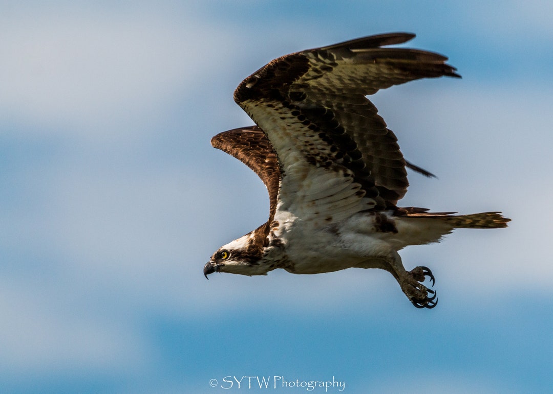 Osprey in Flight, Bird Photo, Digital Download, Digital Download ...