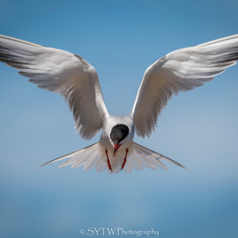 Common Tern - Etsy