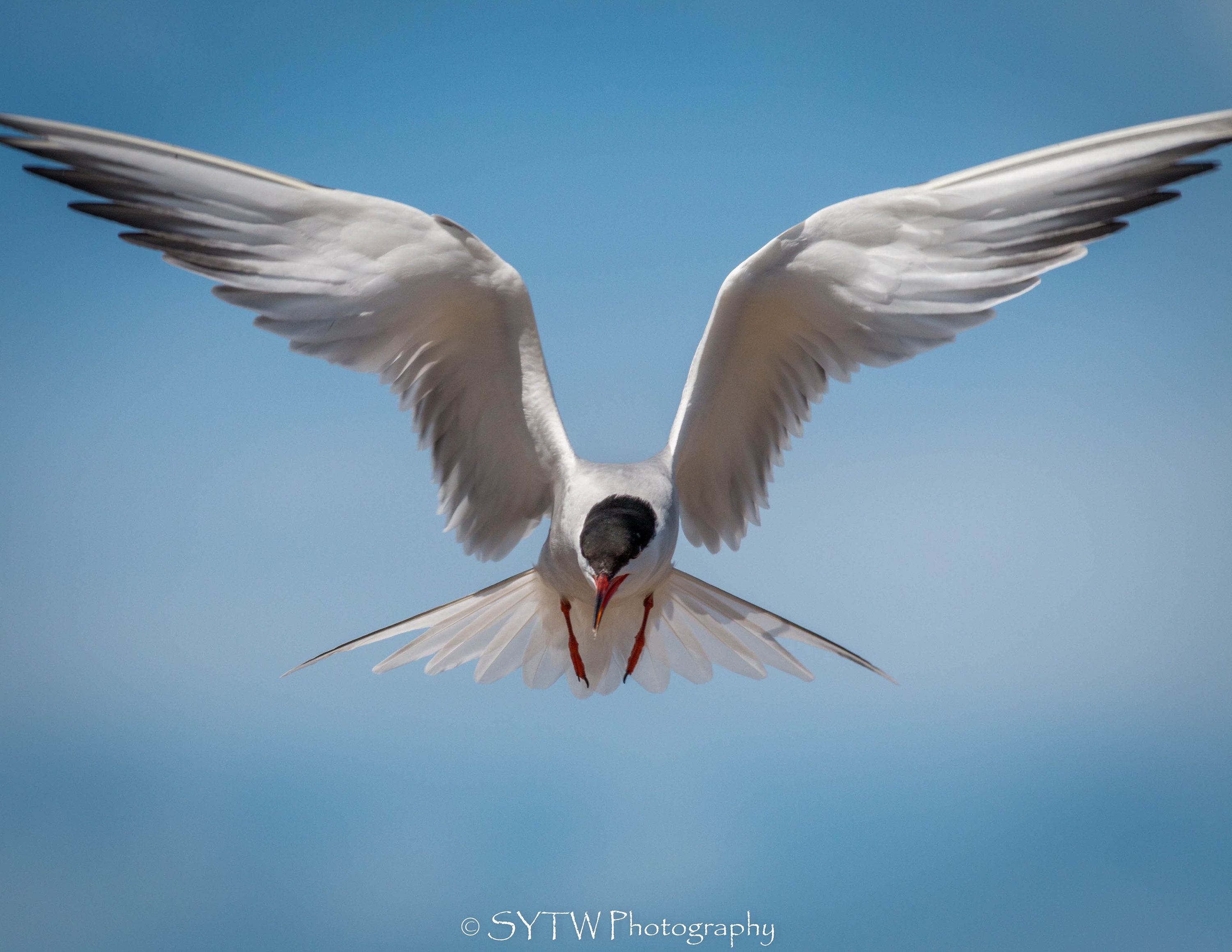 Common Tern, Bird Photo, Digital Download, Digital Download Photography ...