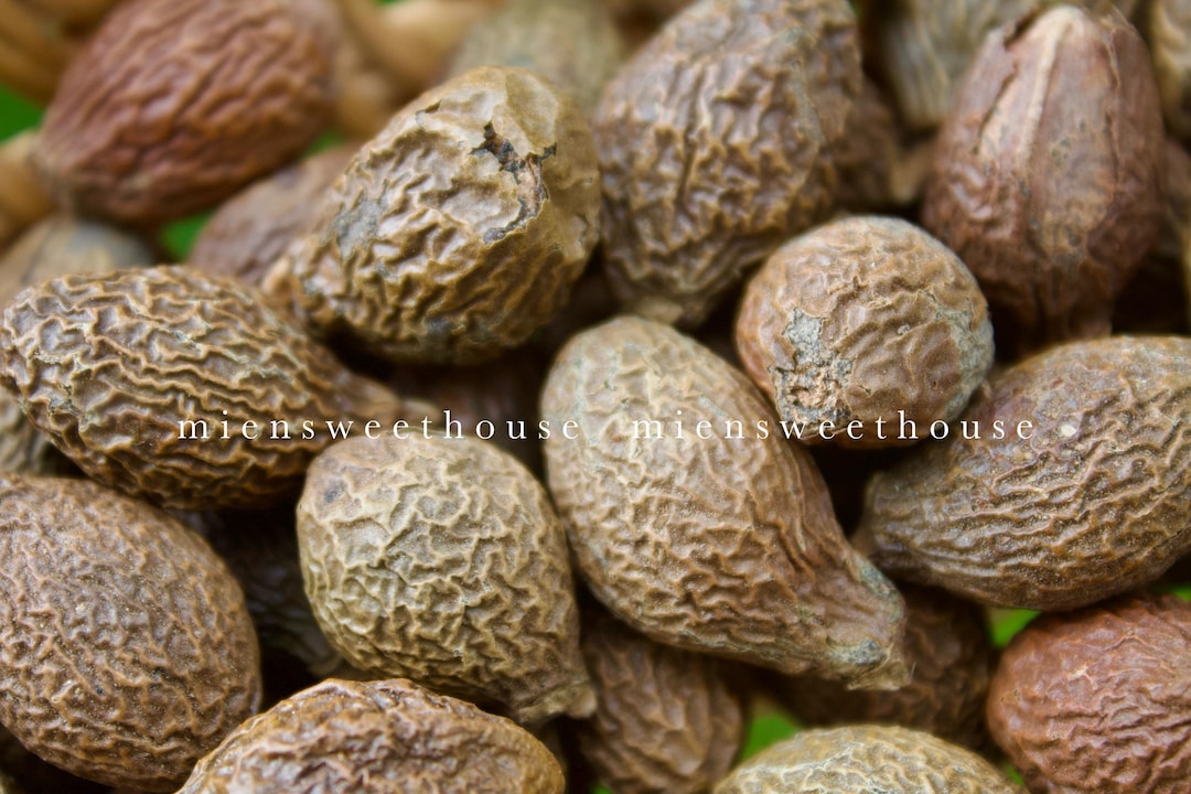 Dried Sterculia Seed (malva Nut) – Natural Cooling Herbal Drink - Hạt ...