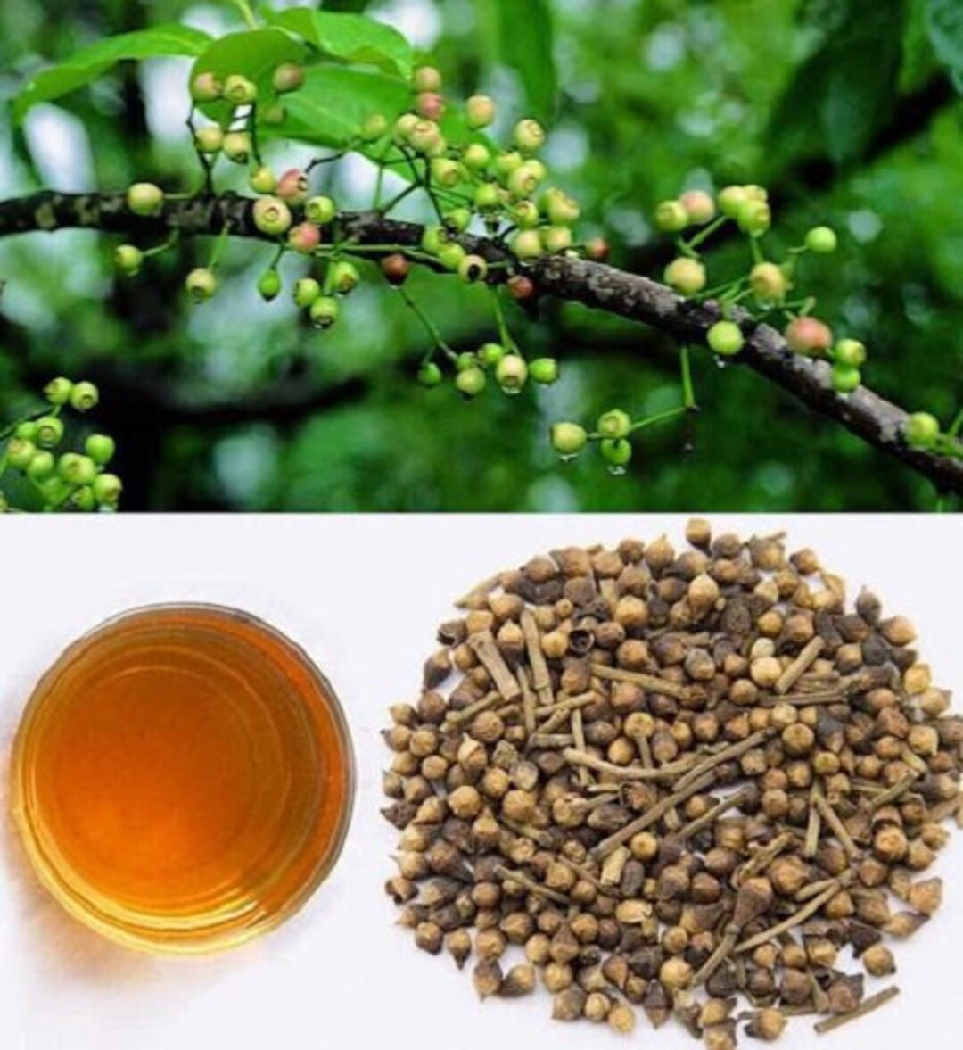 Nụ Vối Khô Dried Cleistocalyx Operculatus Bud Syzygium Nervosum Tea - Etsy