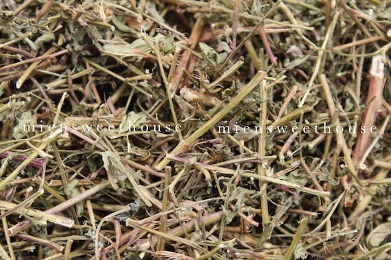 Ludwigia Prostrata