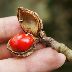 Doi Seeds: Vietnamese Spice - Black Gold of the Mountain Forest - Etsy