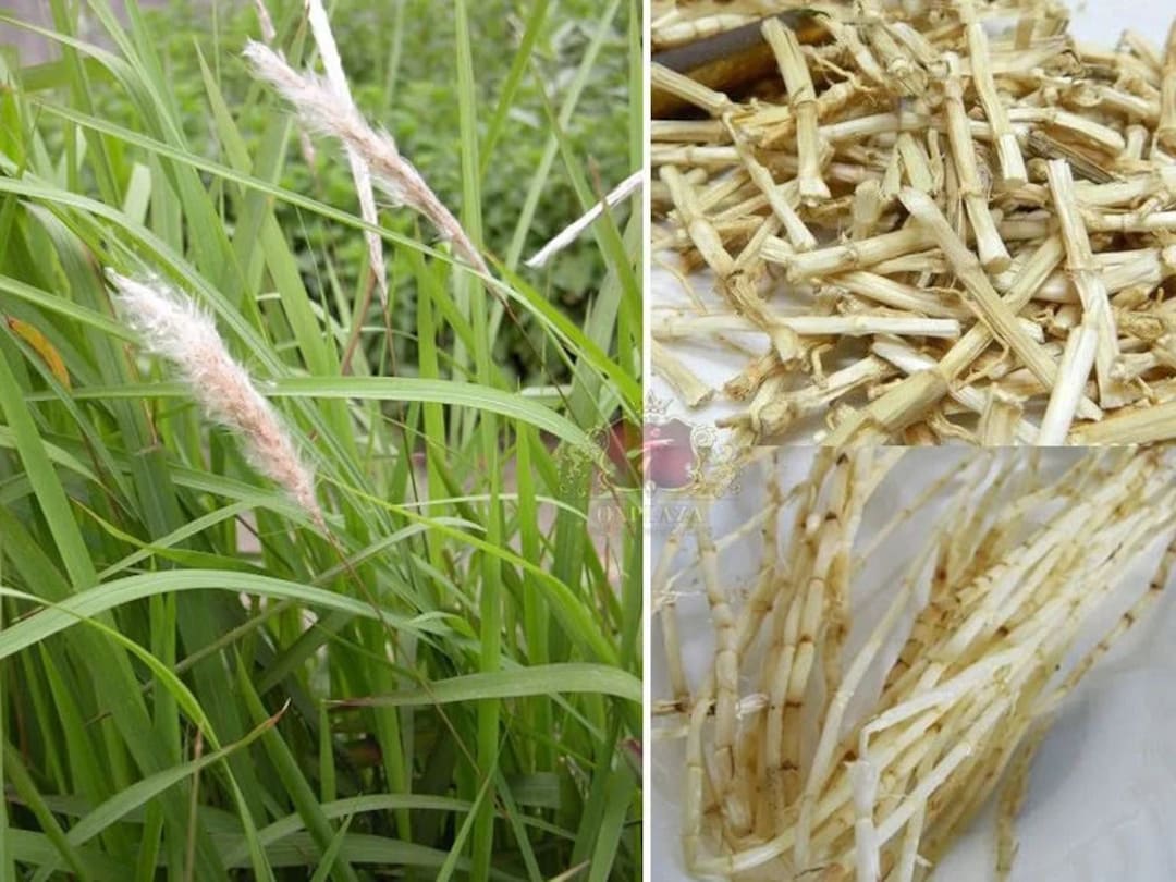 Rễ Cỏ Tranh Khô Dried Imperata Cylindrica Roots Dried Cogon Grass Root ...