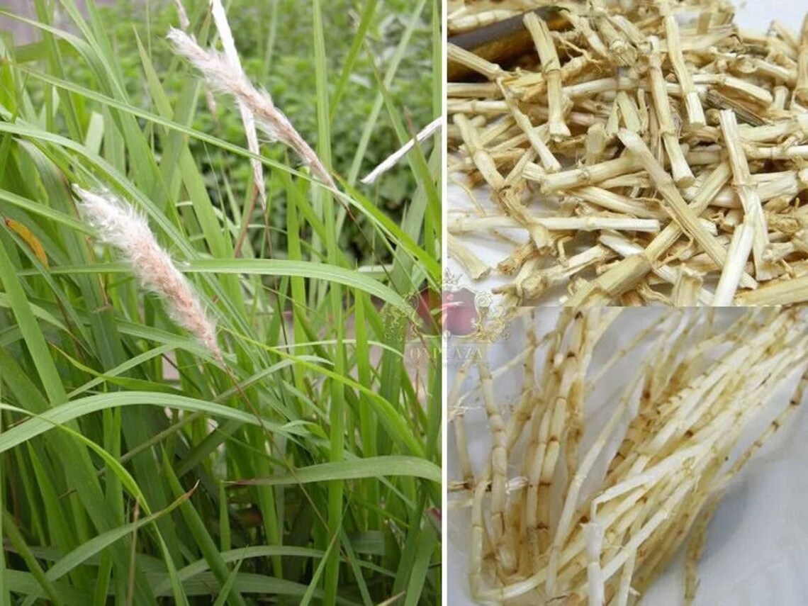 Rễ Cỏ Tranh Khô Dried Imperata Cylindrica Roots Dried Cogon Grass Root ...