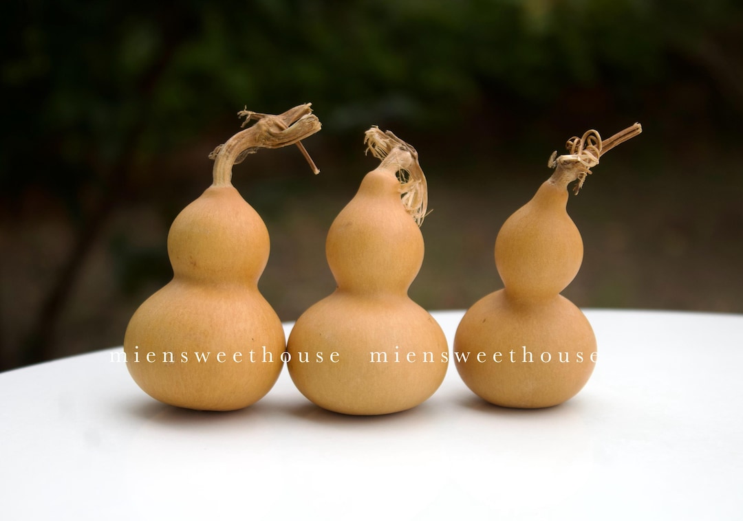 Natural Dried Mini Gourds – Feng Shui Ornament - Etsy