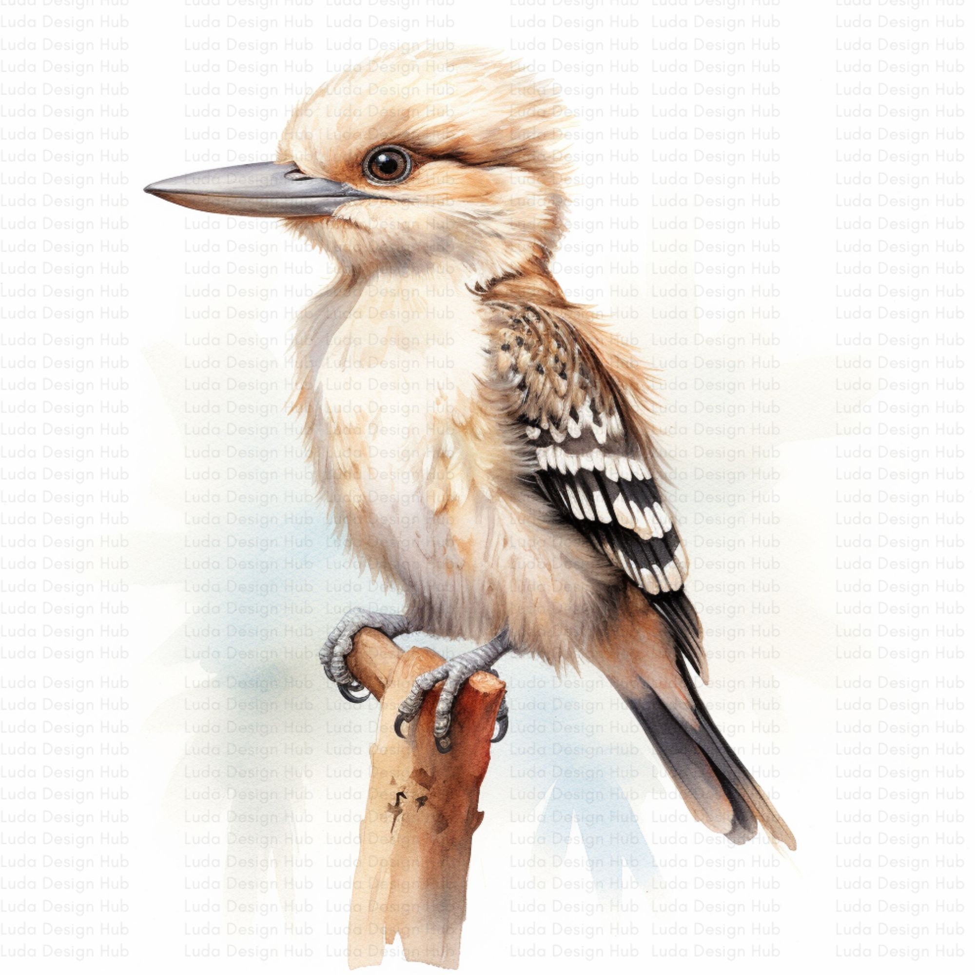 Watercolor Baby Kookaburra Clipart: Australian Bird Art (digital ...