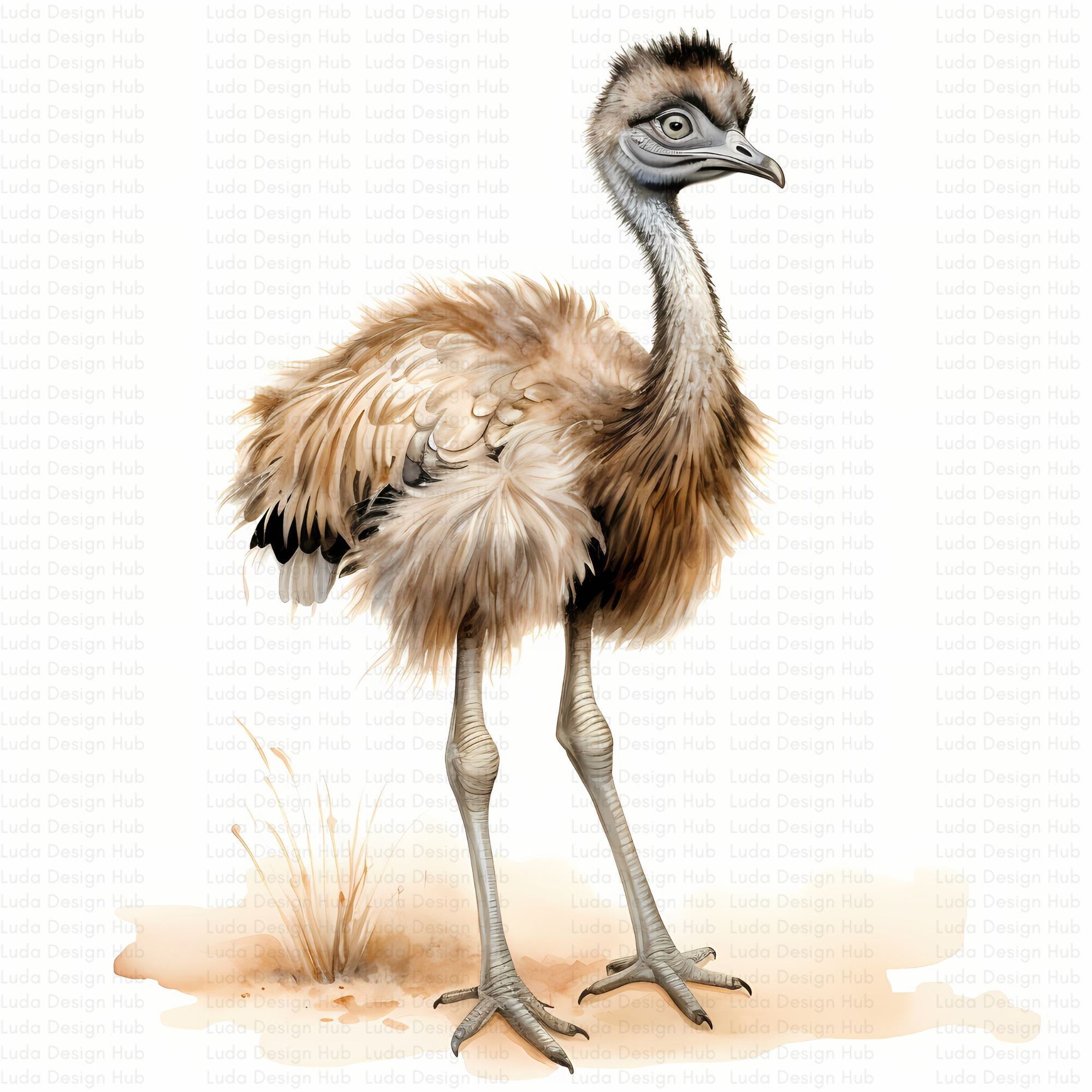 Cute Agile Baby Emu Clipart: 10 Watercolor Images - Perfect for Art ...