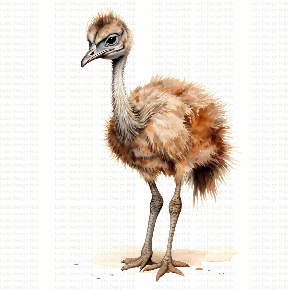Cute Agile Baby Emu Clipart: 10 Watercolor Images Perfect for Art ...