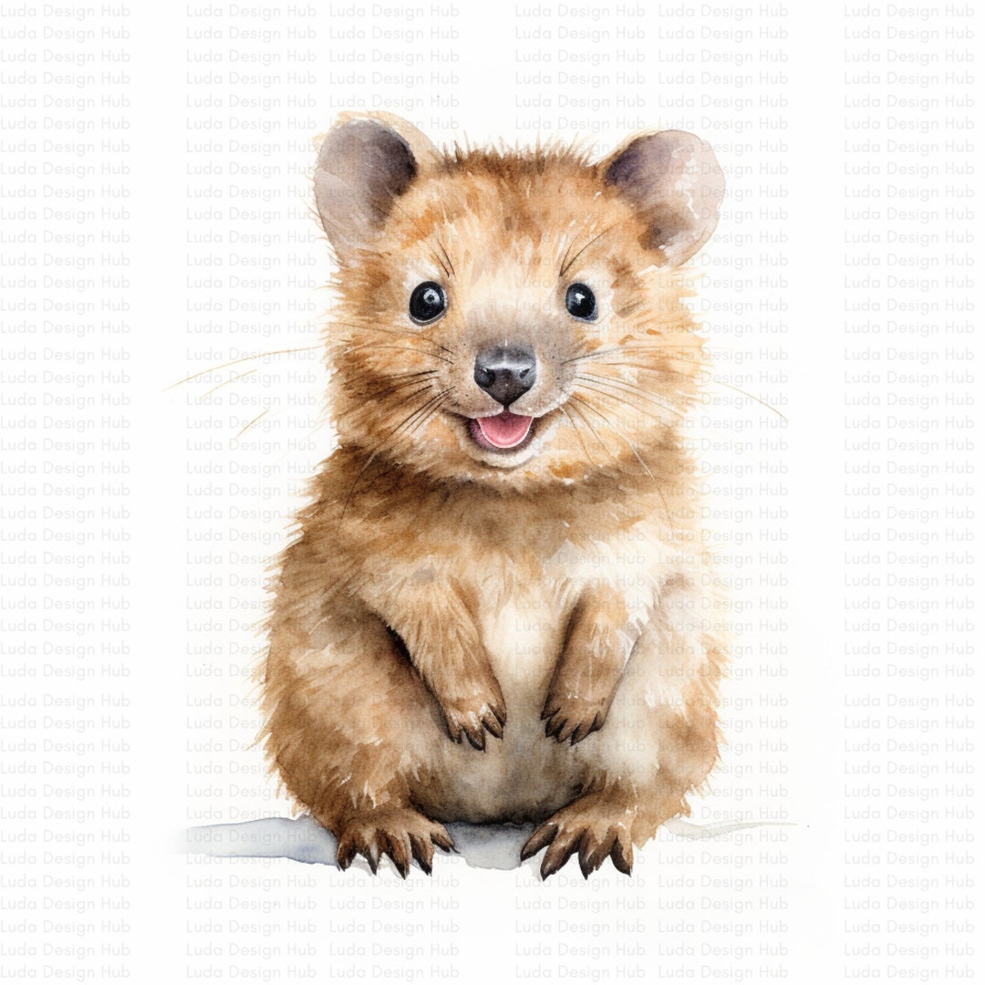 Cute Watercolor Baby Quokka 10 Watercolor Clipart 10 Watercolor ...
