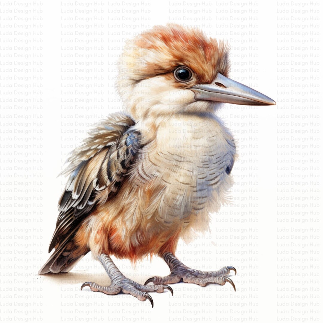 Charming Baby Kookaburra Clipart: 12 Exquisite Watercolor Images ...