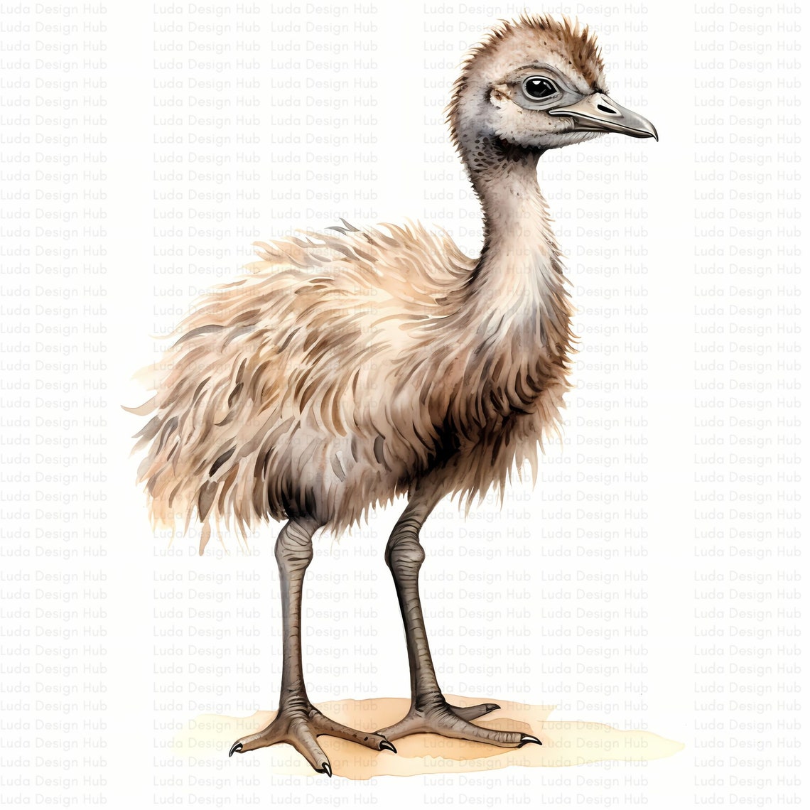 Cute Agile Baby Emu Clipart: 10 Watercolor Images Perfect for Art ...