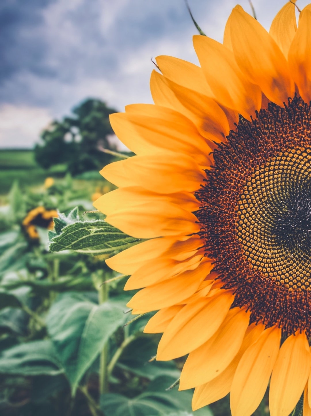 Sunflowers at Schwirian Farms Near Pittsburgh - Etsy