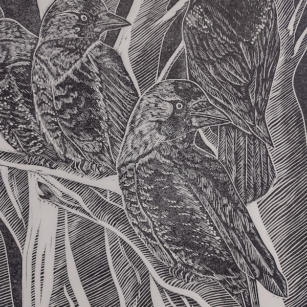 Jackdaw - Etsy
