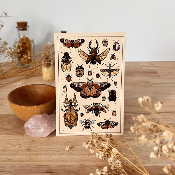 Insect Collection - Etsy