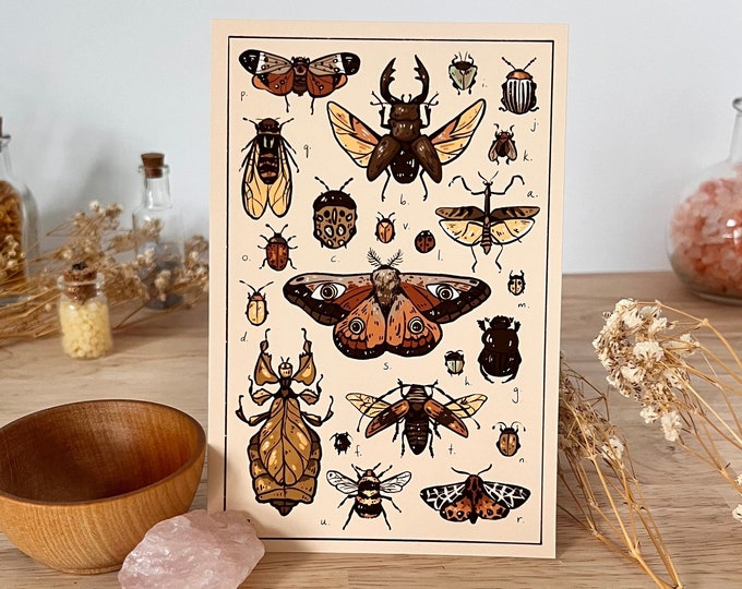 Bug Collection 4” X 6” Art Print, Digital Art, Entomology, Insect ...