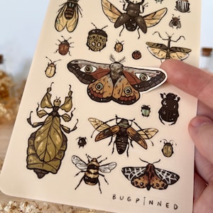 Bug Collection Sticker Sheet, Kiss-cut Stickers, Entomology, Insect ...