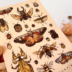 Bug Collection Sticker Sheet, Kiss-cut Stickers, Entomology, Insect ...