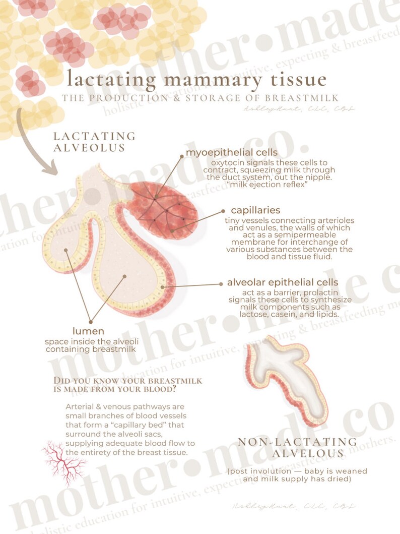 Lactating Mammary Tissue Poster/handout // Breast Anatomy - Etsy