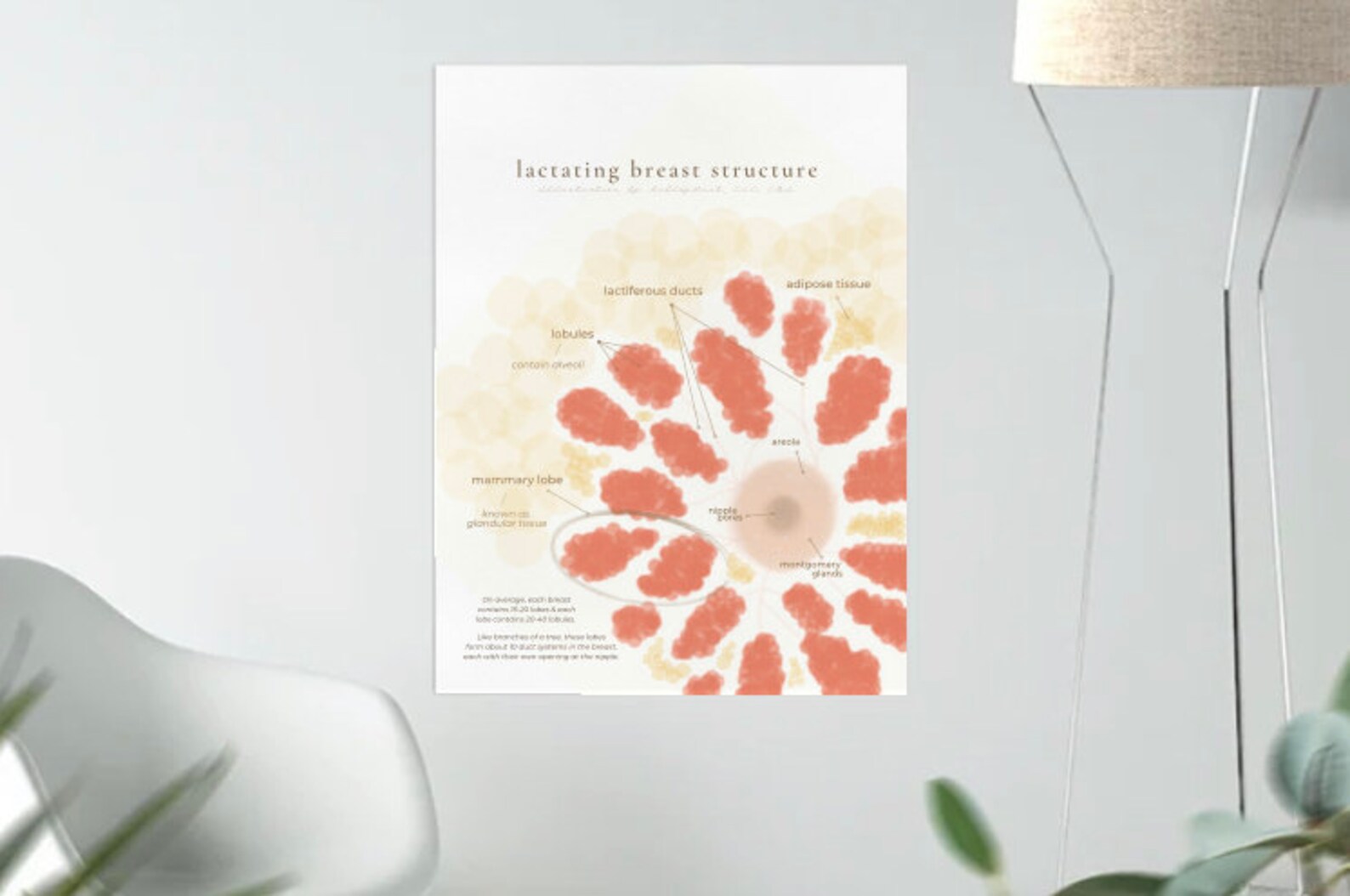 Lactating Breast Structure Poster // Breast Anatomy Lactation - Etsy