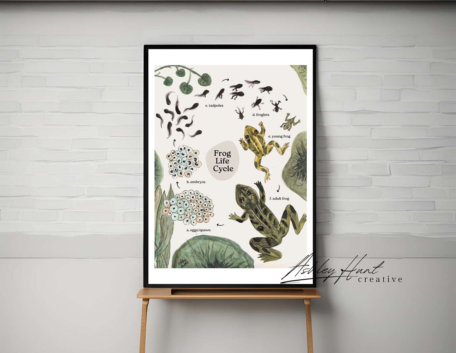 Frog Life Cycle Poster Print | Preschool, Kindergarten, Homeschool ...
