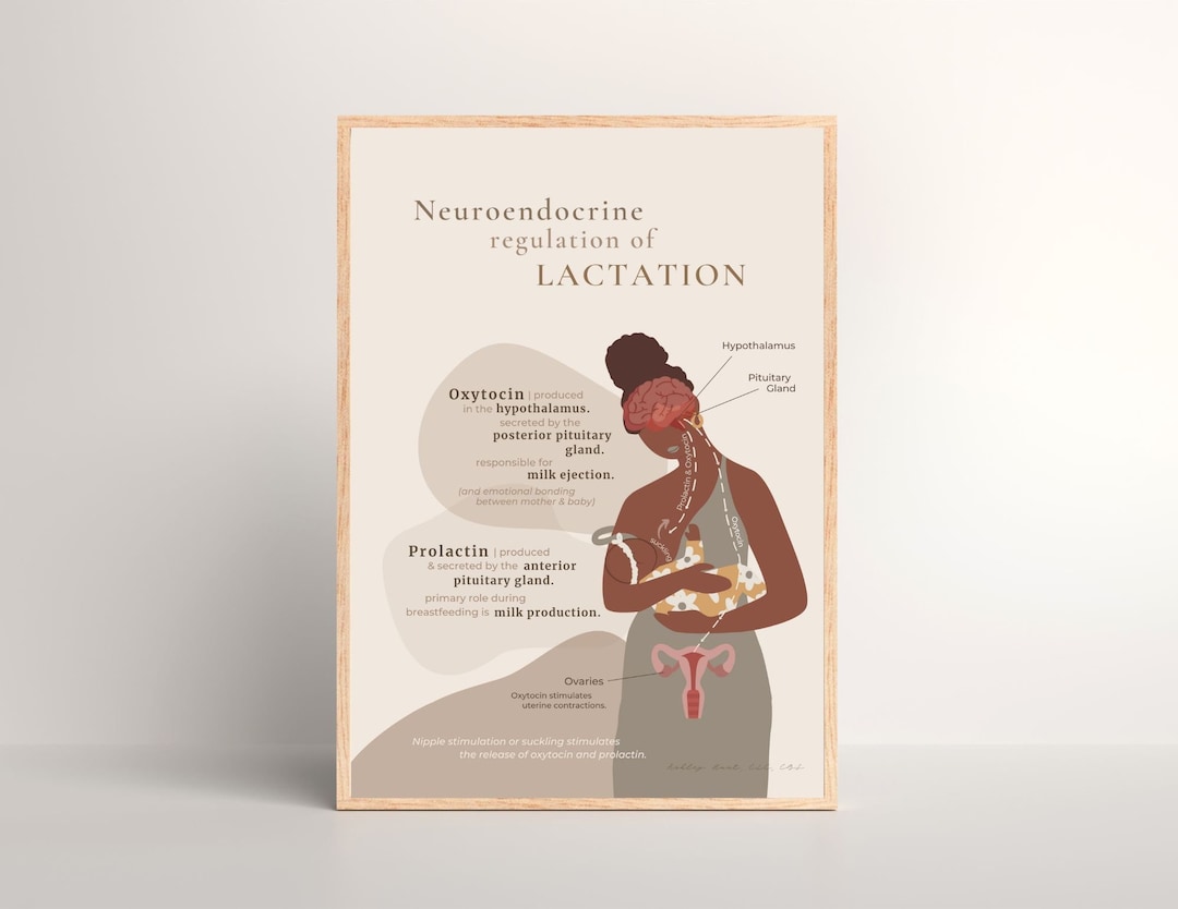 Oxytocin & Prolactin Poster (colored) // Lactation Consultant ...