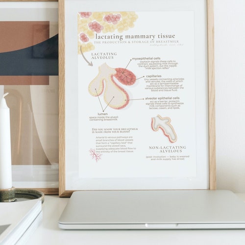 Lactating Mammary Tissue Poster/handout // Breast Anatomy - Etsy