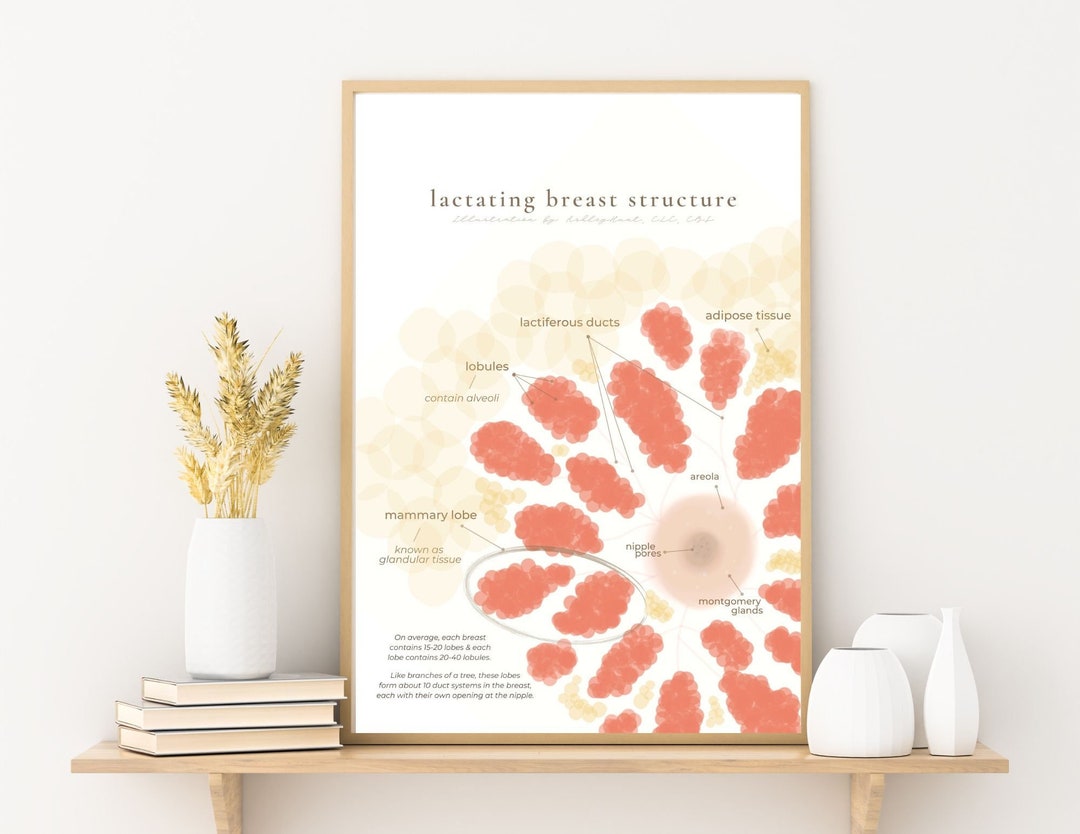 Lactating Breast Anatomy Poster: IBCLC Breastfeeding Education (digital ...