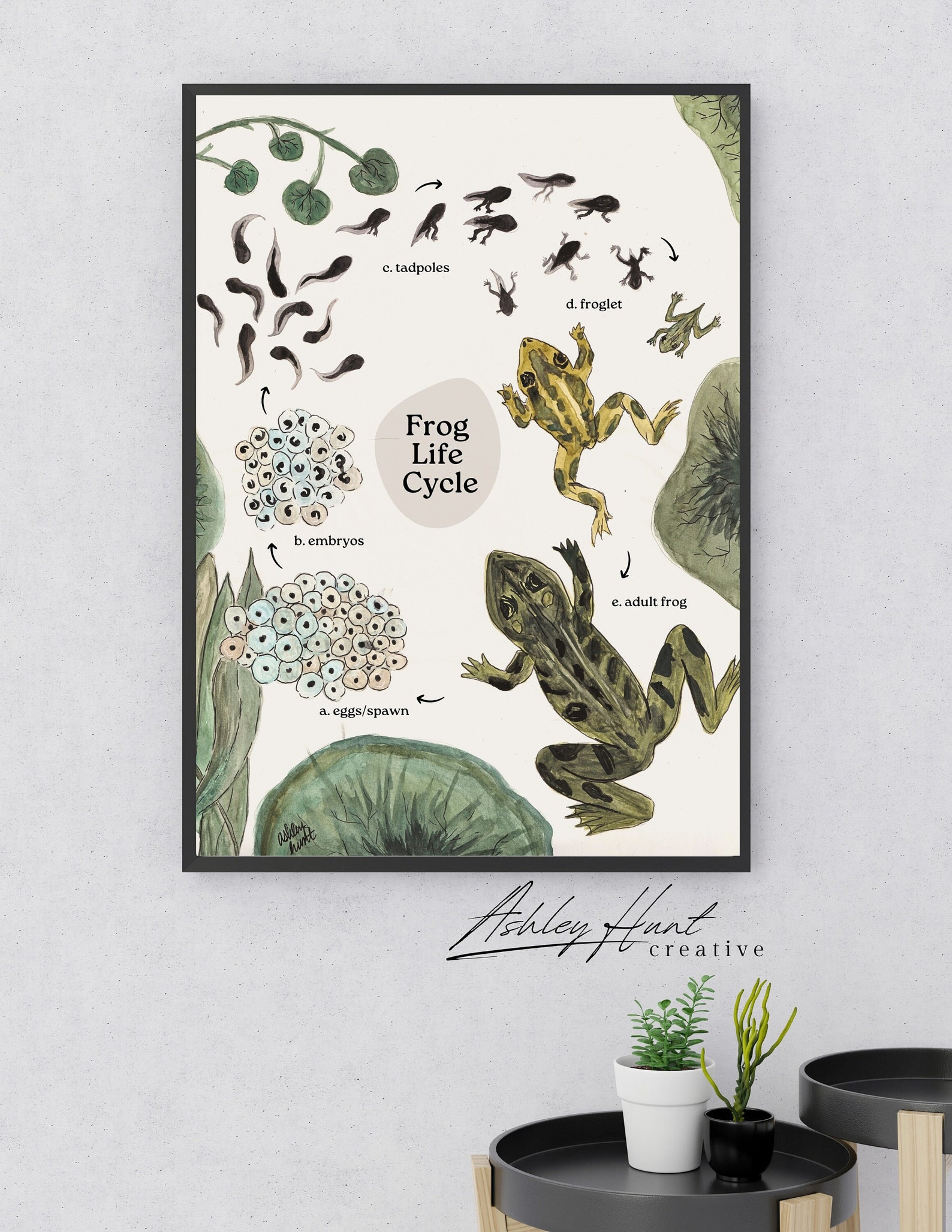Frog Life Cycle Poster Print | Preschool, Kindergarten, Homeschool ...