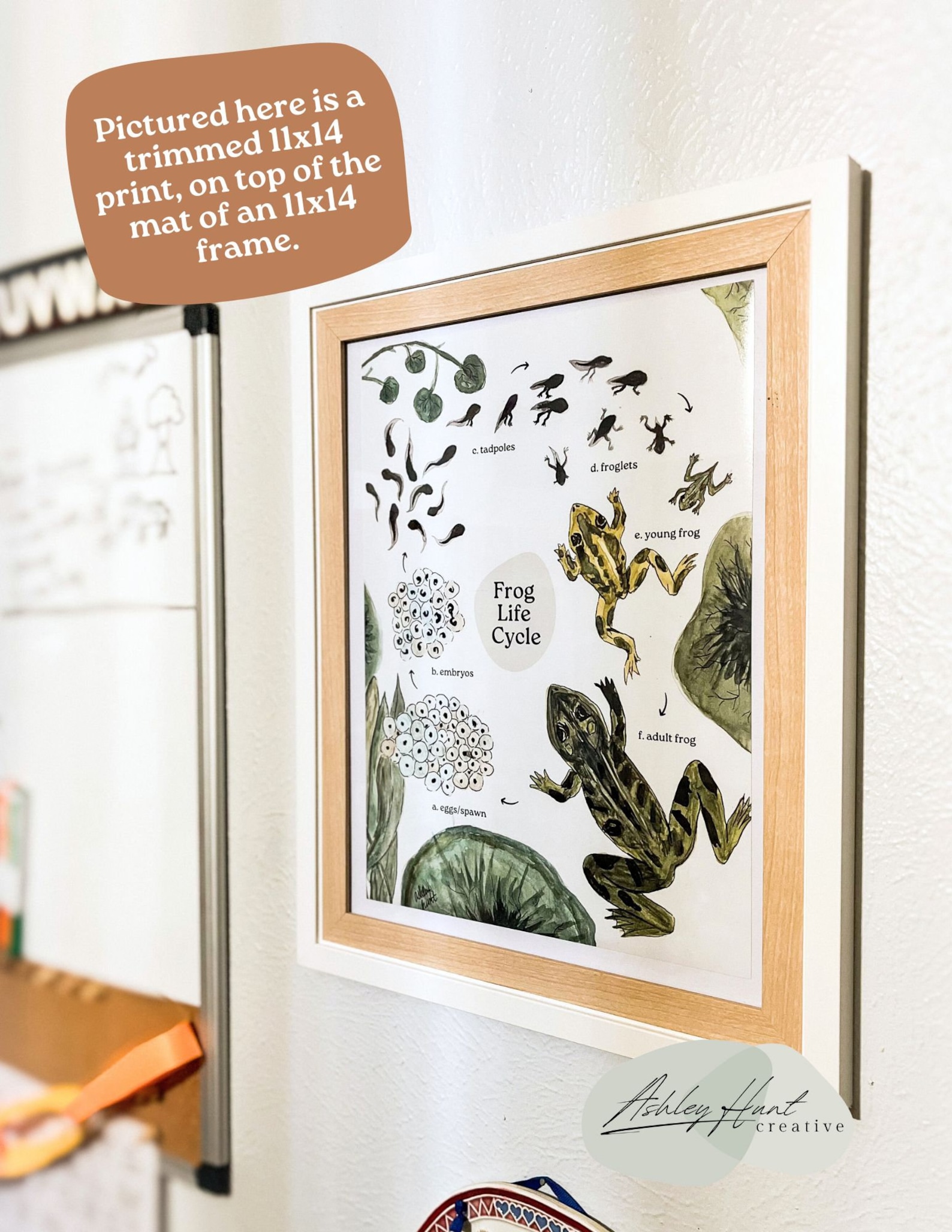 Frog Life Cycle Poster Print | Preschool, Kindergarten, Homeschool ...
