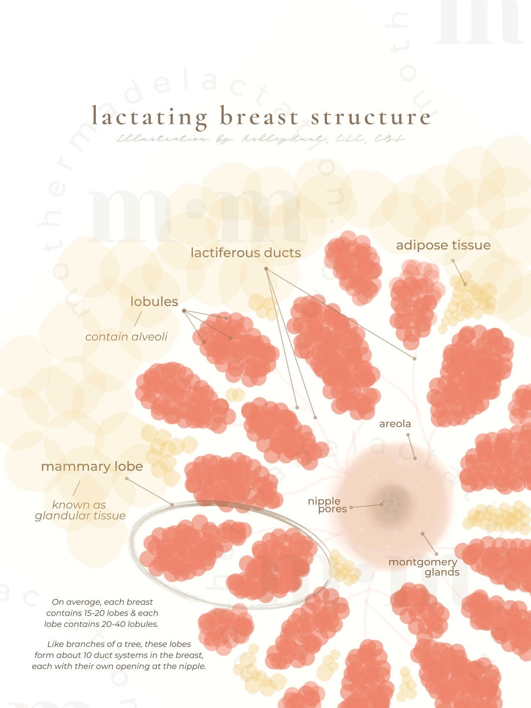 Lactating Breast Structure Poster // Breast Anatomy, Lactation ...